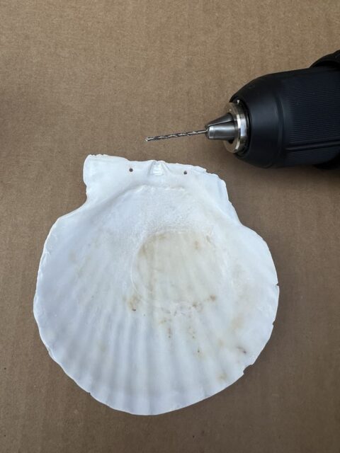 Mod Podge Craft Using Sea Shells - The Shabby Tree